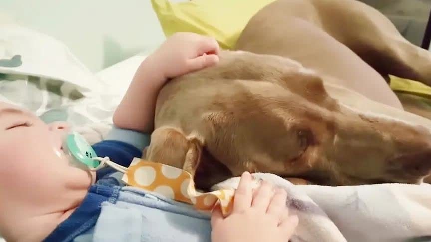 铲屎官们注意,你知道狗狗有狂犬病有什么特征吗?它们能活多久?