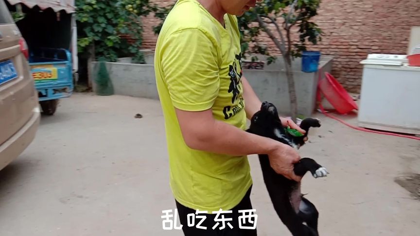 小伙下班回家,给两只小狗上安全教育课