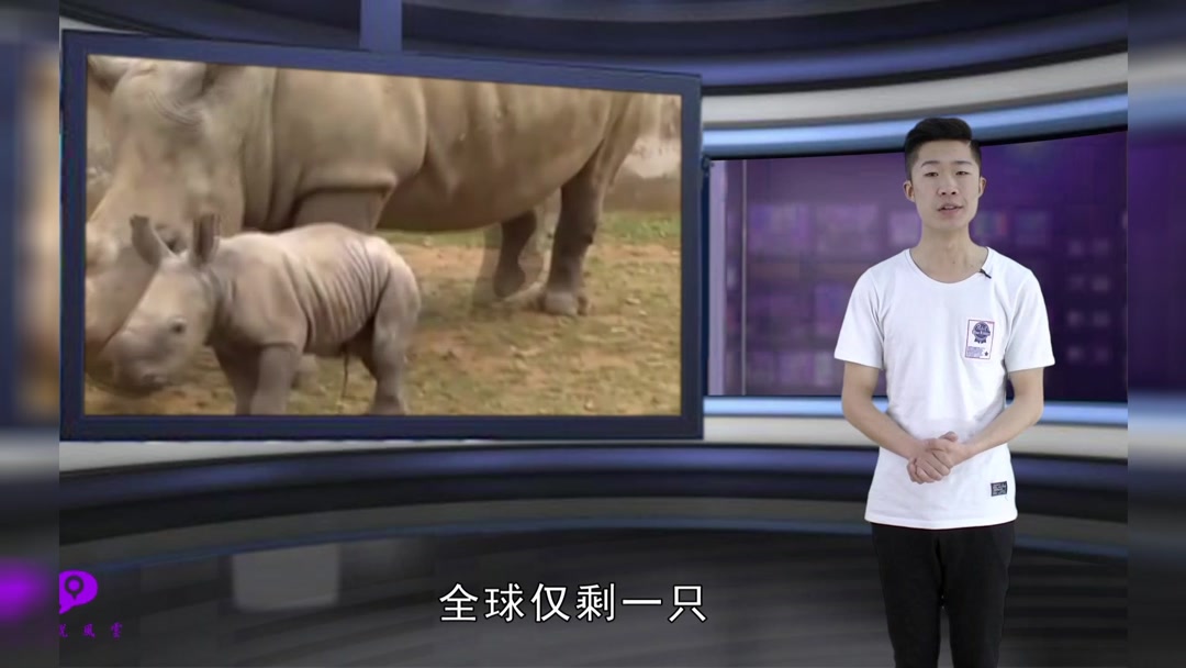 直击地球上濒临灭绝的5大野生动物,中国竟有2个上榜,太心痛!