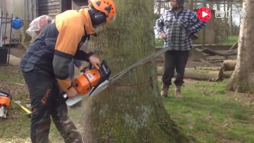 国外牛人高空砍伐树木,这种技术活不是一般人能做的,真佩服!