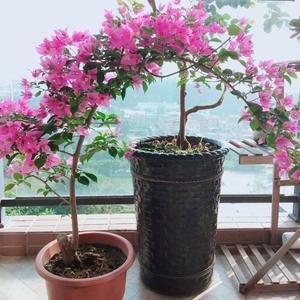 阳仔爱种花 