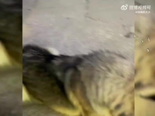 全网最有礼貌的修狗,狗狗心思全写脸上了!