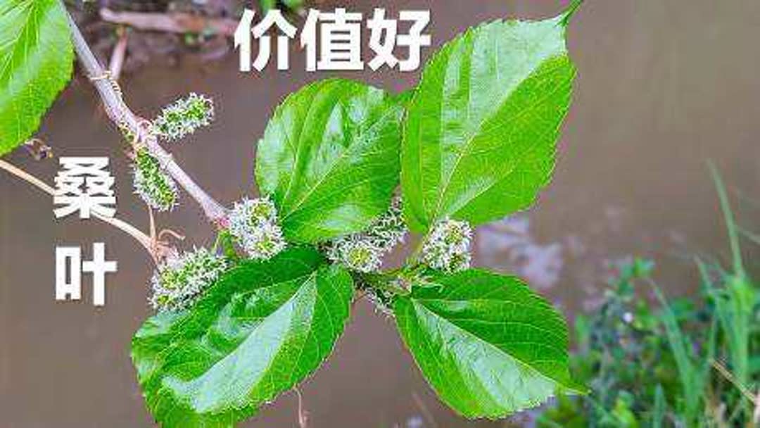 农村的桑叶煮水,原来它的价值那么好?好多人还不了解