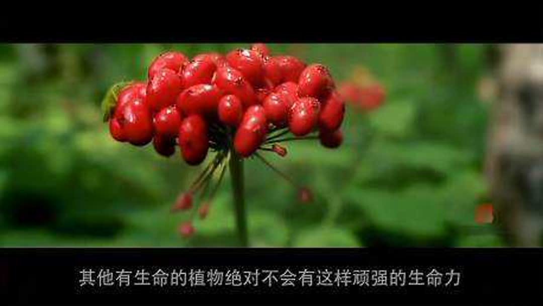 野山参是上天赐予人类的神奇的礼物