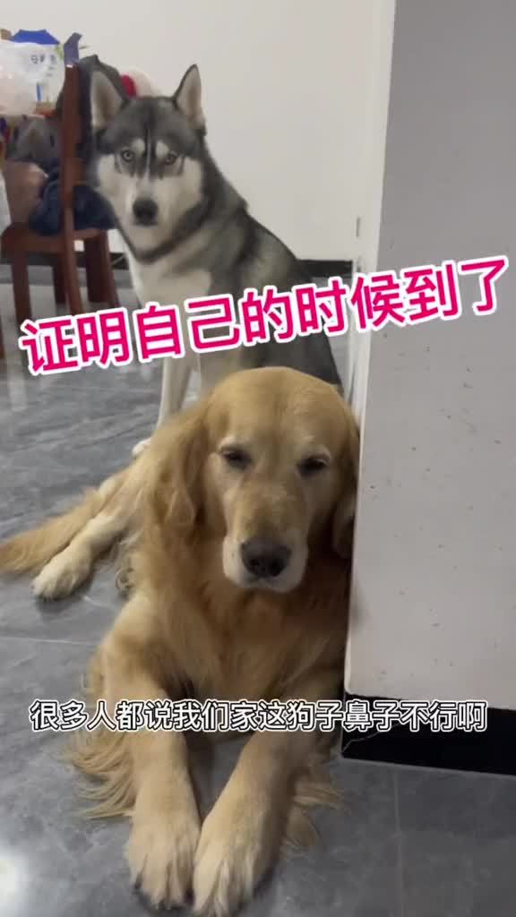 都说我家狗子的鼻子不灵,今天就向大家证明一下到底行不行