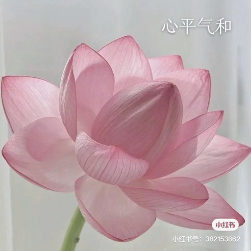 普普通通热血笨蛋 