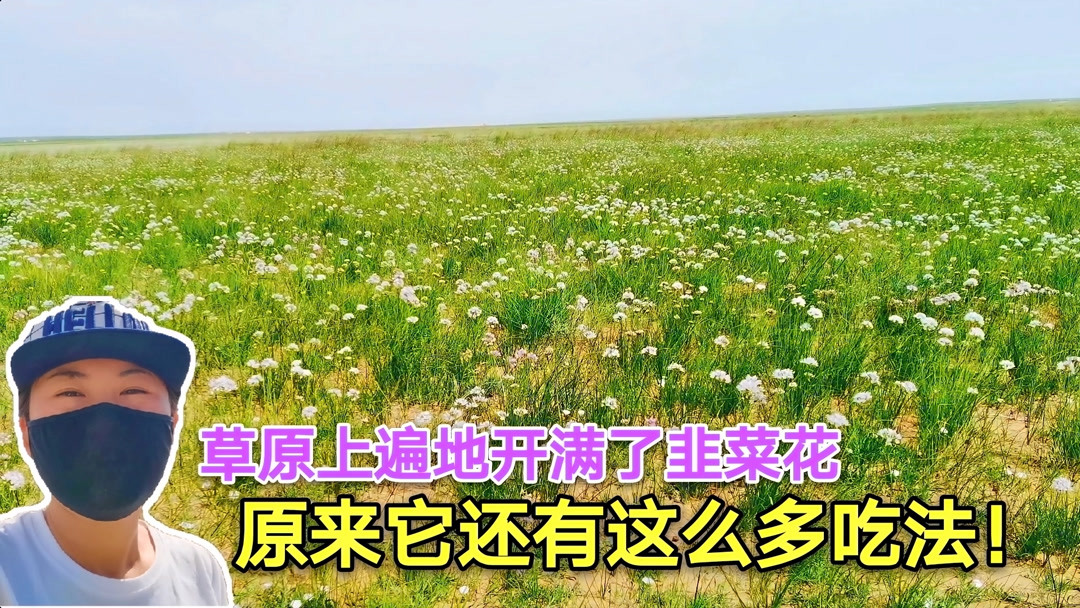 草原迎来最美的季节,遍地开满了野韭菜花!知道它有多少种吃法吗