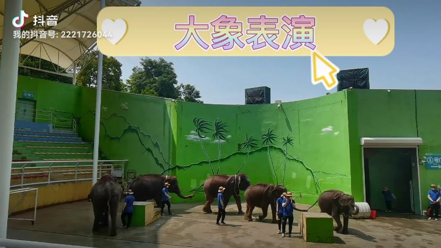 动物园看大象表演