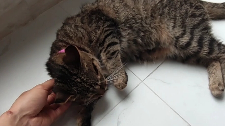 猫咪信任度测试(小翻车)