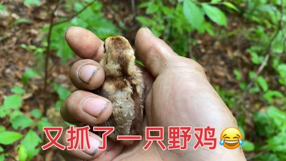 生态环境保护的好,各种小动物都能进入镜头,但是不能抓回家哟!