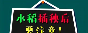 水稻的种植技术(4)插秧后要注意哪些