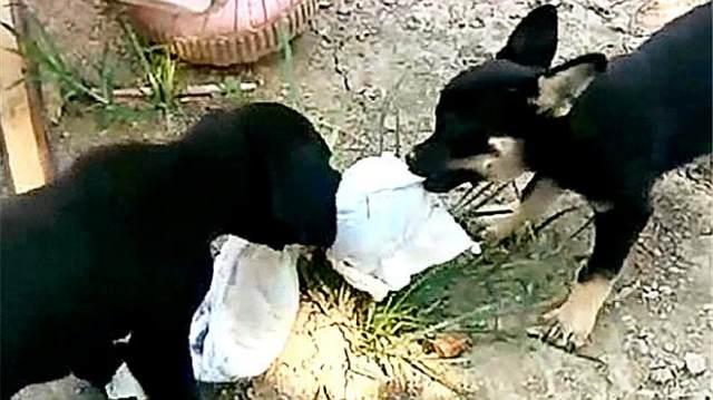 跟土狗打架的卡斯罗犬,真是给猛犬丢人,看不下去了!