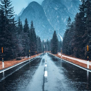 向向向日葵种子 