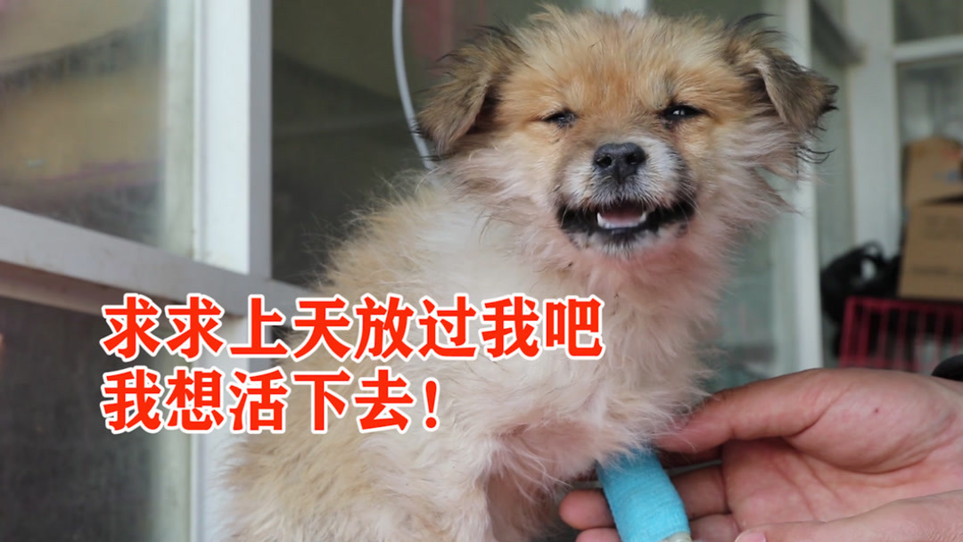 救助来的流浪狗肺炎第五天,喘个不停,看着它受病痛折磨太心疼
