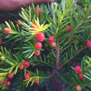 红豆哥的福俊红豆杉苗圃 