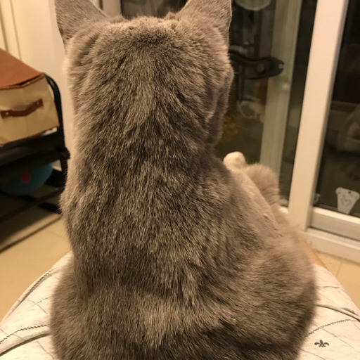 开灰机的大博哥 