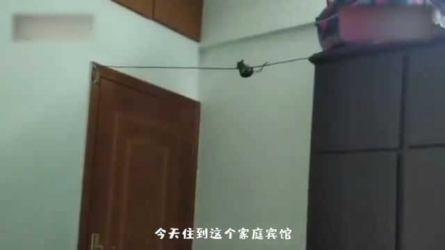搞笑视频:这旅馆服务真好,半夜还有老鼠走钢丝表演