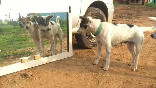 狗狗看到镜子里的摩托车,后跳一下着实把我逗乐了!狗狗搞笑视频