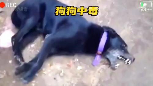狗狗中毒 #万物皆有灵性