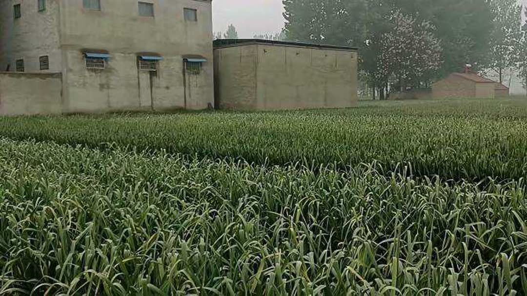 大蒜什么时间种植最好,剥蒜种和种蒜时也有讲究,又该注意哪些