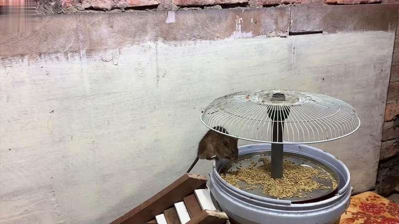 自制创意捕鼠器,自动捉到大量老鼠!