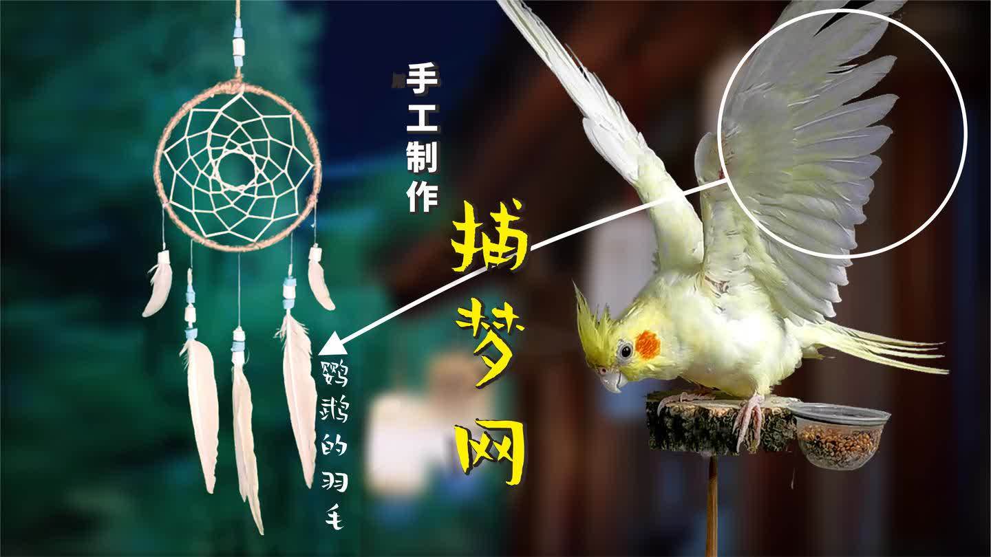 手作捕梦网:我用鹦鹉的羽毛,做了一个捕梦网!