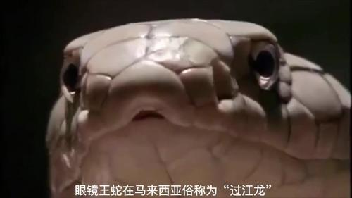 世界十大毒蛇,眼睛王蛇竟然排最后!