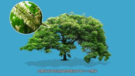 格木是什么木又是长什么样子