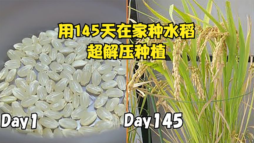 用145天在家种水稻,仅用30粒大米实现大米自由,超解压种植!