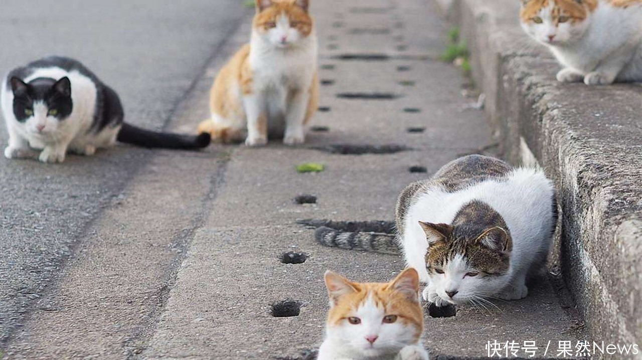 芜湖一小区流浪猫接连死亡引猜疑,物业:投毒不存在!