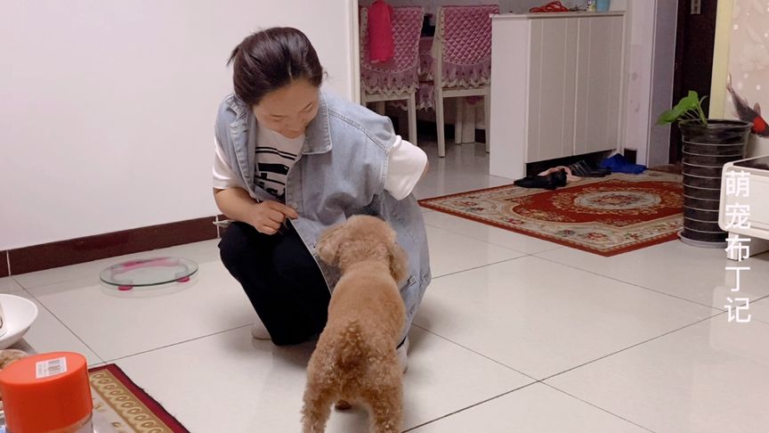 女主人把泰迪狗的娃娃放在口袋里,它竟然叼了出来,太牛了