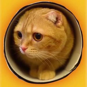 半夜设计猫 