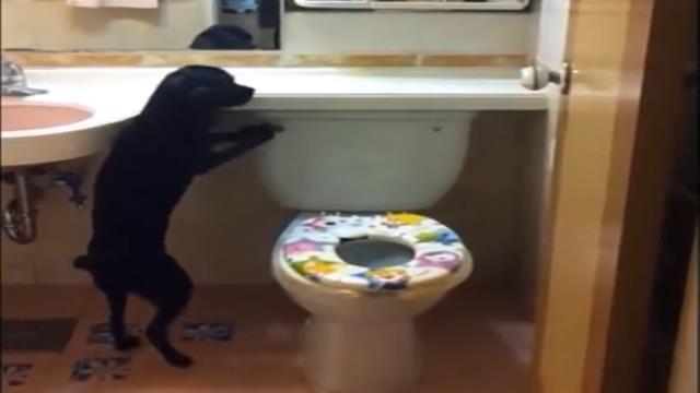 狗狗自己使用人类马桶上厕所,不仅会放下圈盖还会冲水,成精了!