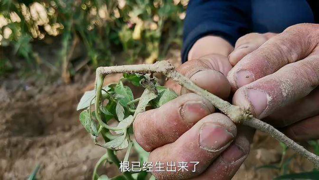 西红柿高产种植技巧,只需把苗躺着移栽,西红柿不徒长一棵结一筐
