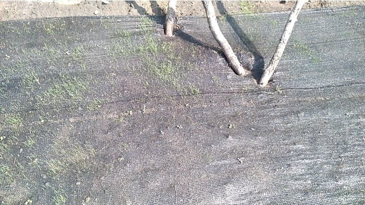 请教一下大家,这个绿花工程项目验收有什么问题。