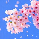 樱花恋语温暖之乡 