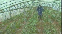 辣椒的种植和管理,辣椒种植技术规程