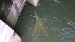 实拍水库闸门下的疑似水怪的巨型不明生物,结果太让人意外了!