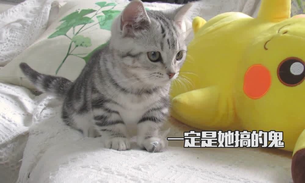 主人太皮给小猫脚上粘胶带,坐立难安内心纠结,不带这么玩的!