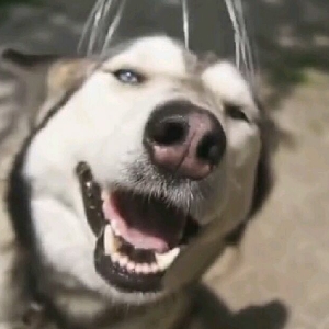 日均摸鱼二十五小时 