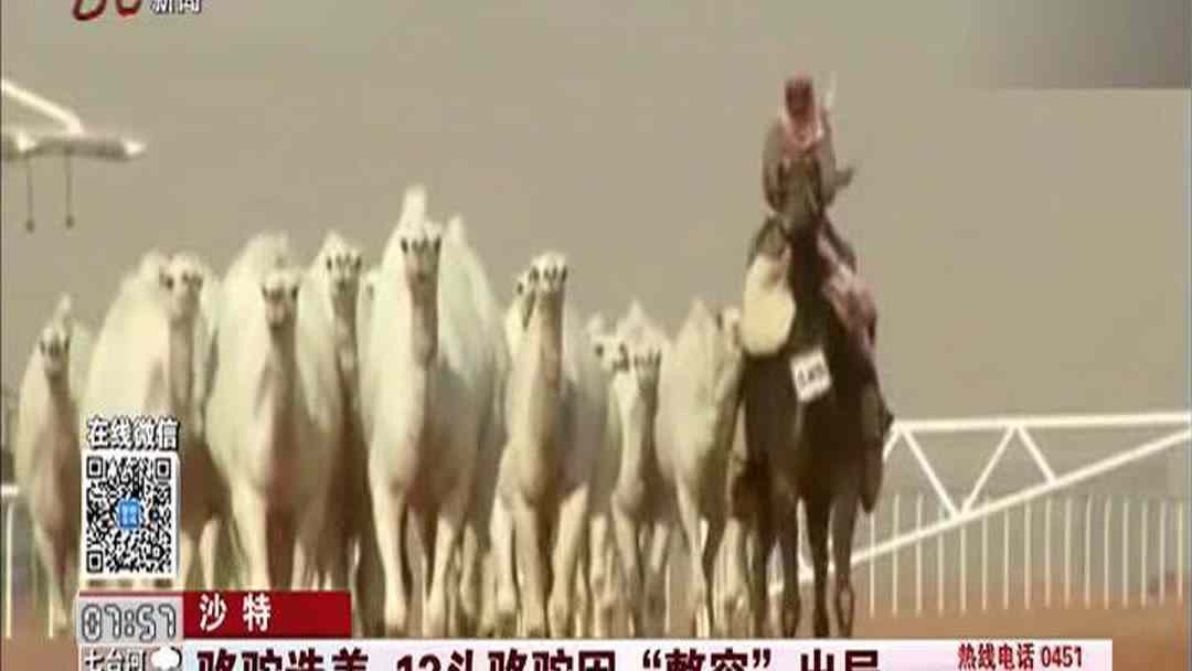 骆驼选美 12头骆驼因“整容”出局