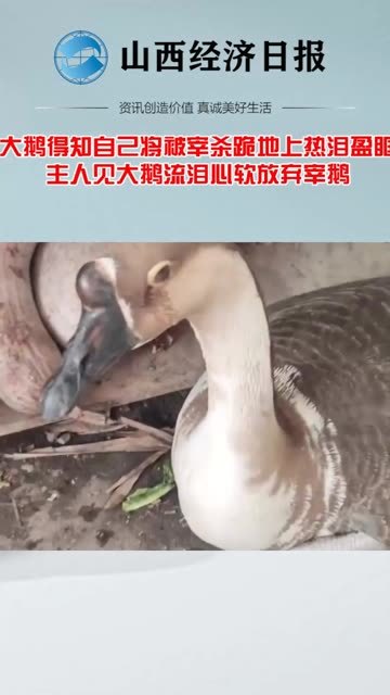 大鹅得知自己将被宰杀跪地上热泪盈眶,主人见大鹅流泪心软放弃宰鹅