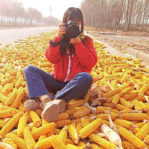 小鱼儿游世界 