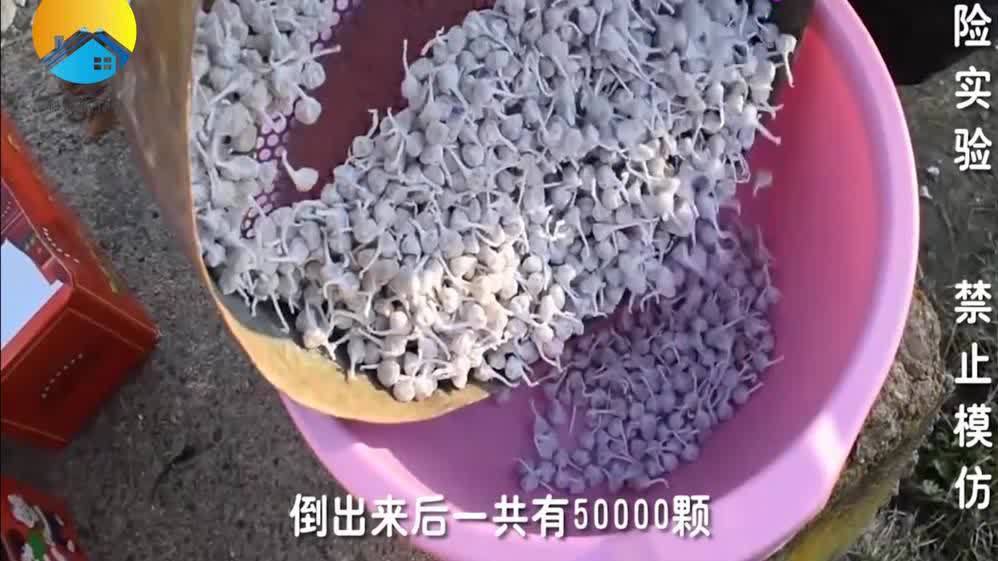 50000个“摔炮”从高空扔向地面,能把地上砸出洞吗?看完笑喷了