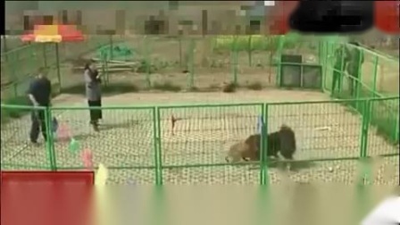 藏獒秒杀比特