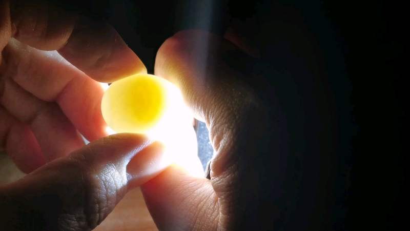 验蛋!看看有几颗受精蛋,铲屎的为什么说无奈?