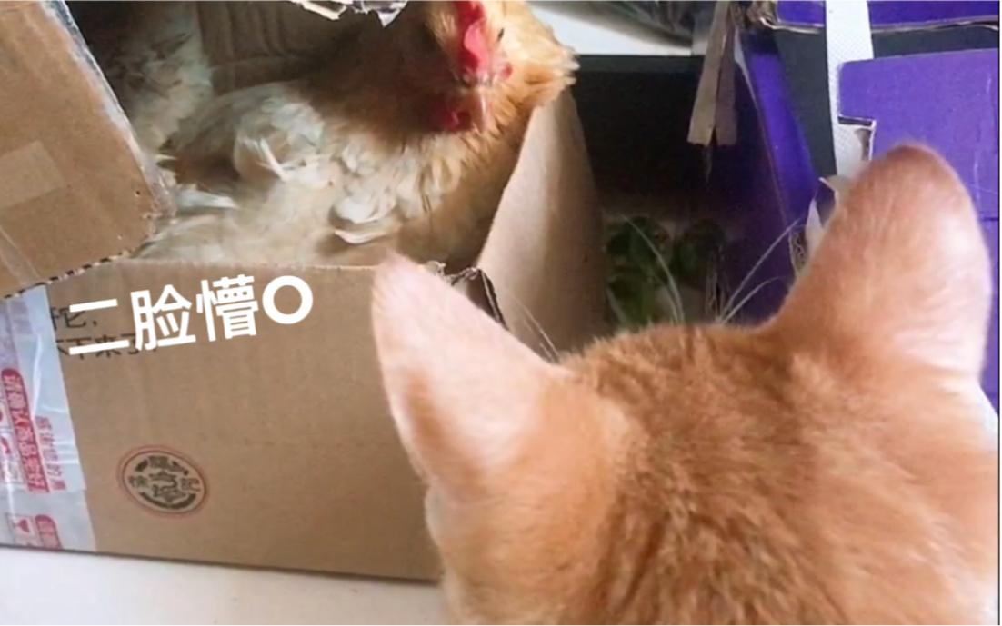 橘猫芬达与咕咕鸡的短暂相遇 | 被吵醒后奶音骂骂咧咧