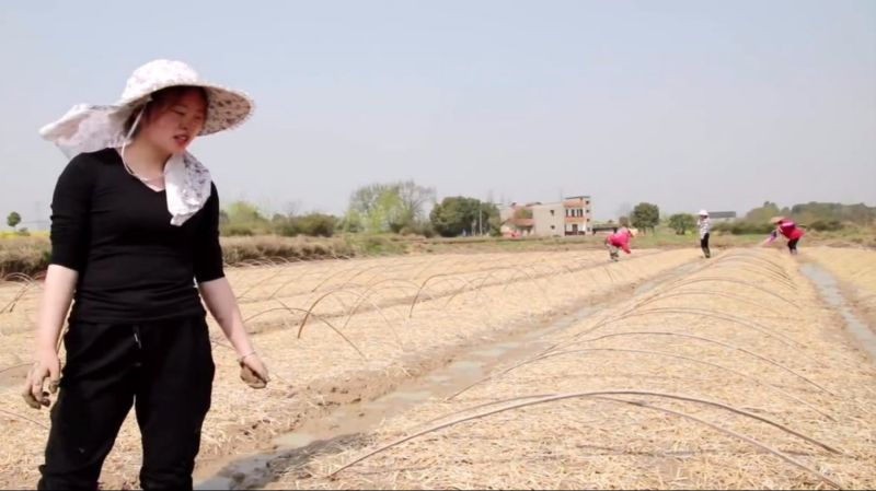 农村农田里的水稻,城里人少人有知道怎么种,农村姑娘这么种田