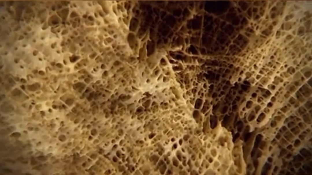 红细胞的一生从骨髓开始,诞生后就要开始4个月的艰苦工作。