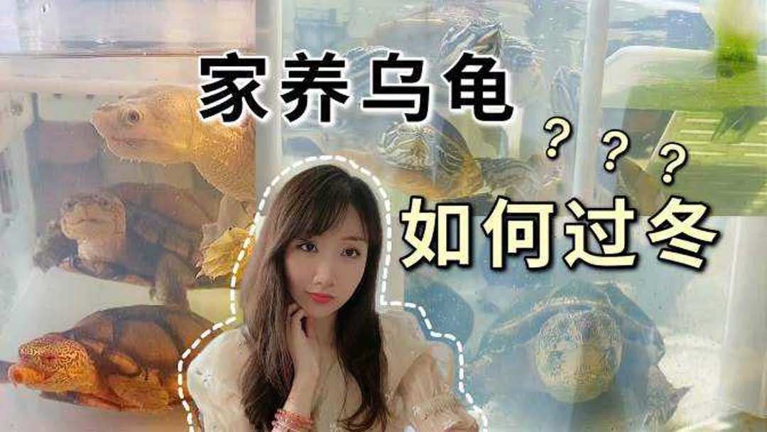 「乌龟过冬饲养指南」保姆级新手养龟教程唠嗑版